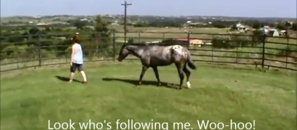 5 Unbreakable Rules for Beginning Round Pen Training - Lynn Baber